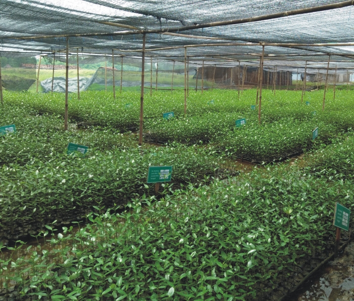 Jual bibit api-api || Akg Group