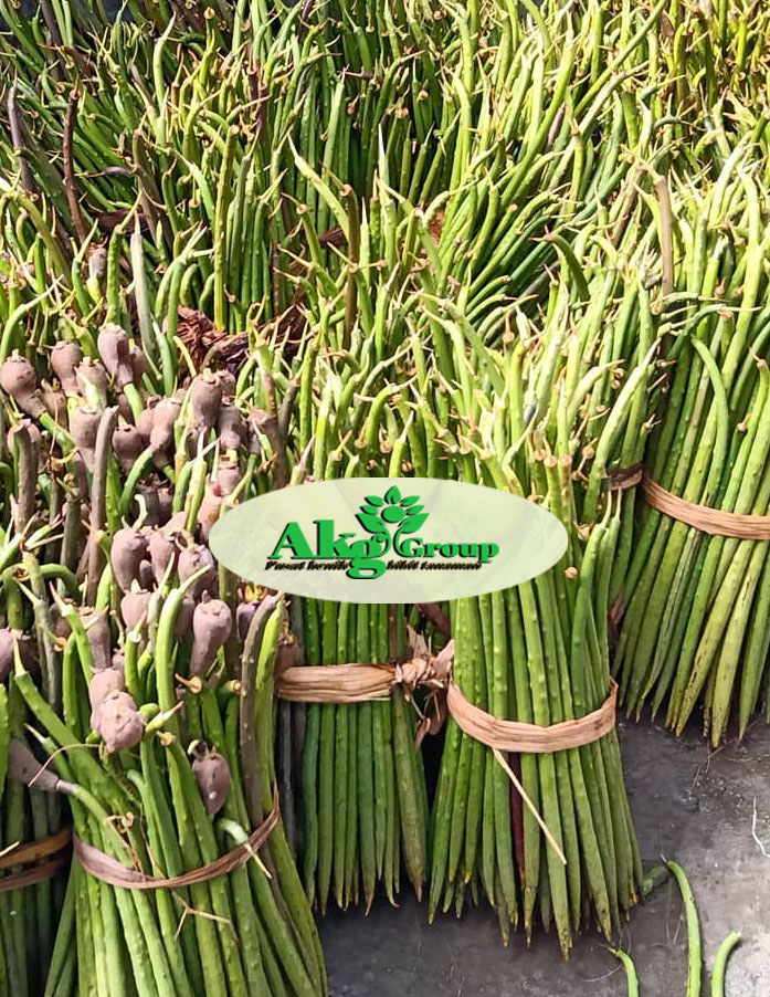 Jual Propagul Mangrove || Akg Group