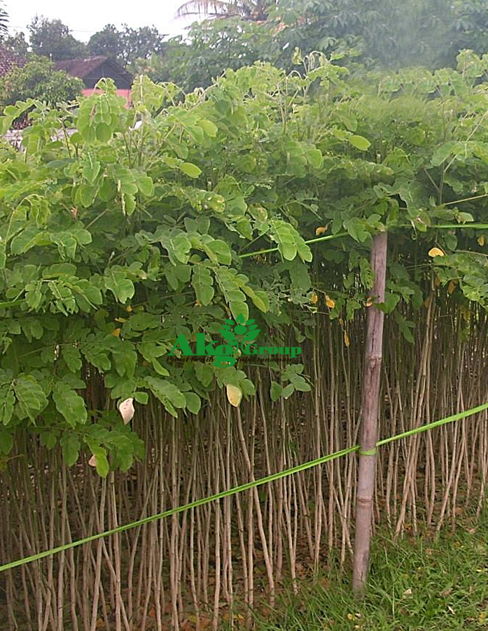 Jual bibit trembesi || Akg Group